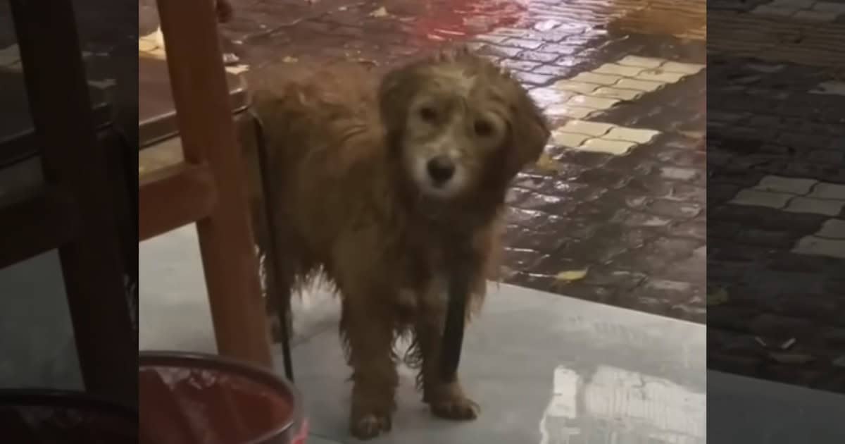 The Saddest-Looking Pup Walks in Heavy Rain to Beg For Food At A Restaurant