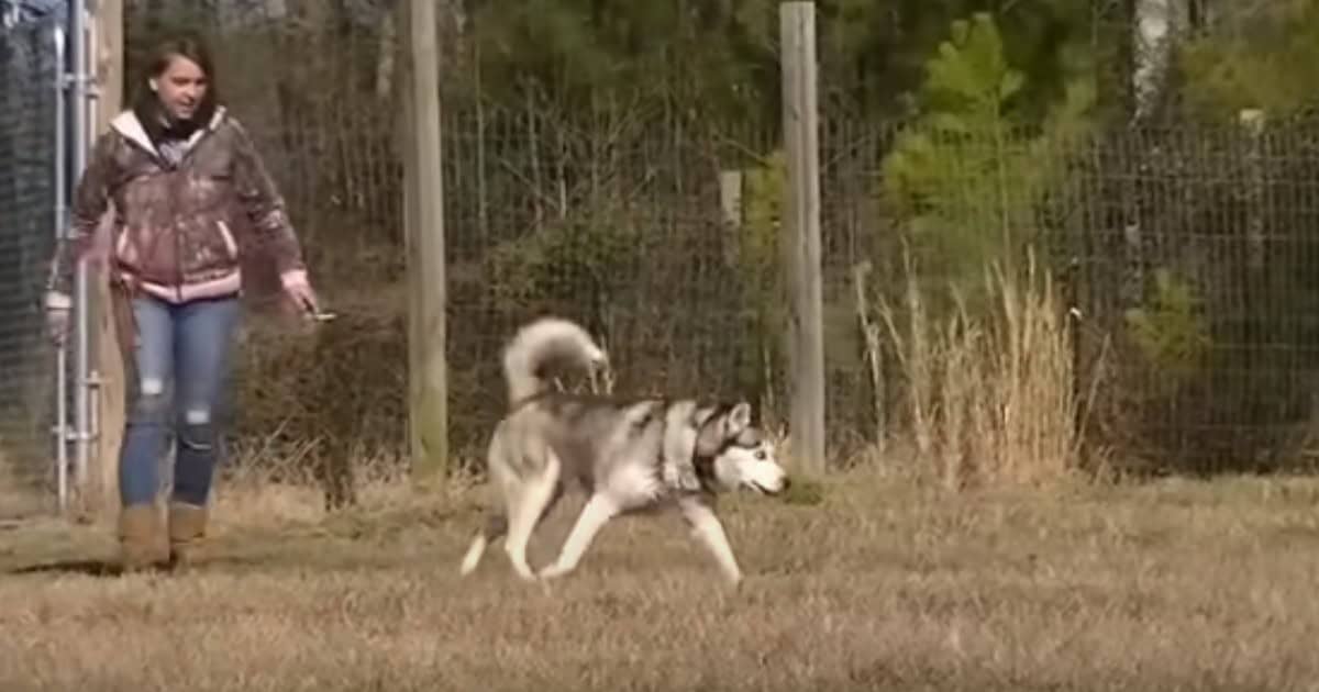 Biscuit Celebrates His First Run In An Open Field After Spending His ...