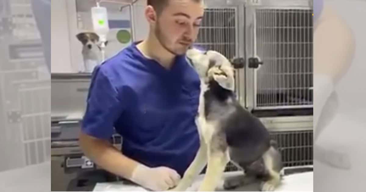 Rescued Pup Finds the Love He Deserves After Escaping His Abusive Owner