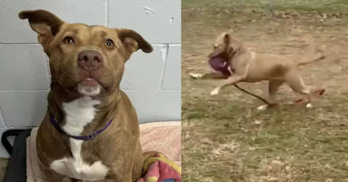 Last Puppy Left Behind In Shelter Is Forced To Play With 'Imaginary ...