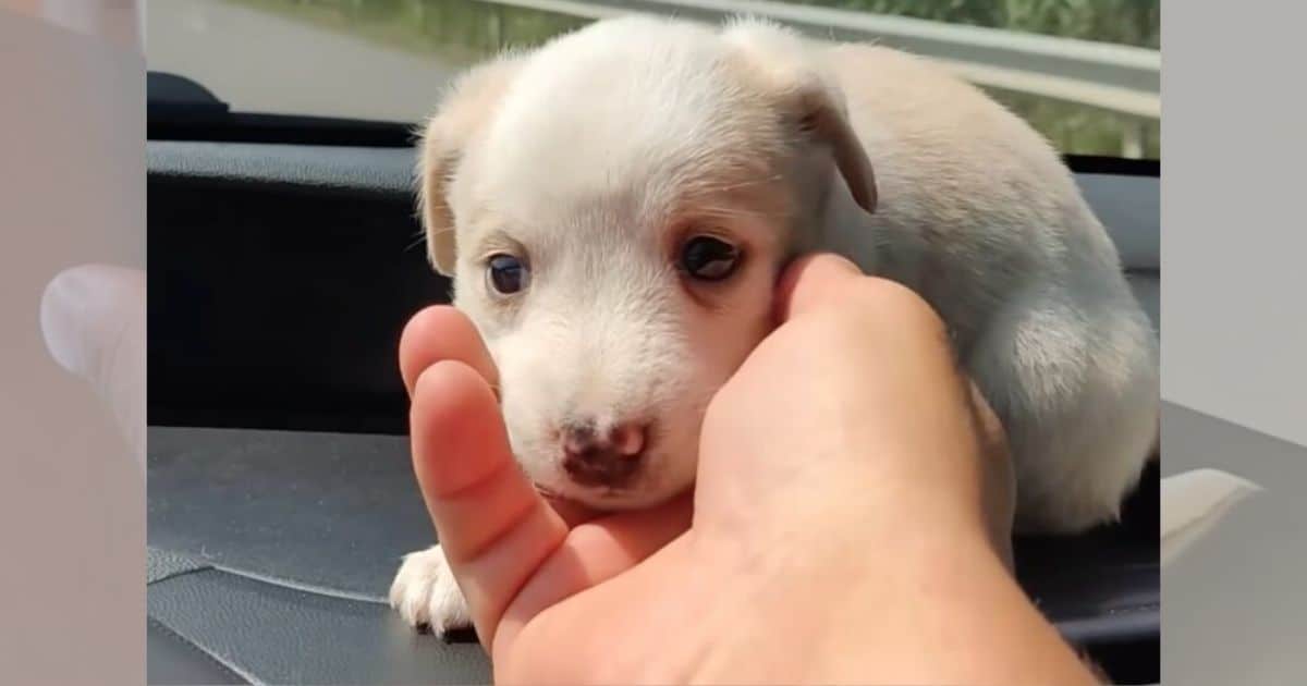 Tiny Puppy Left Behind in Remote Village Becomes The Fluffiest Boi ...