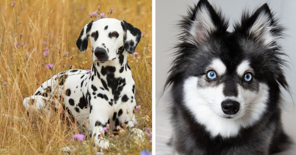 5 Stunning and Unique Colored Dog Breeds That Are Too Good To Be True