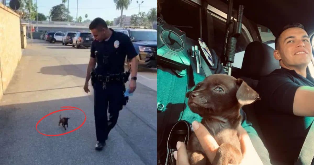 Kind Police Officer Rescues Adorable Tiny Puppy In Hollywood