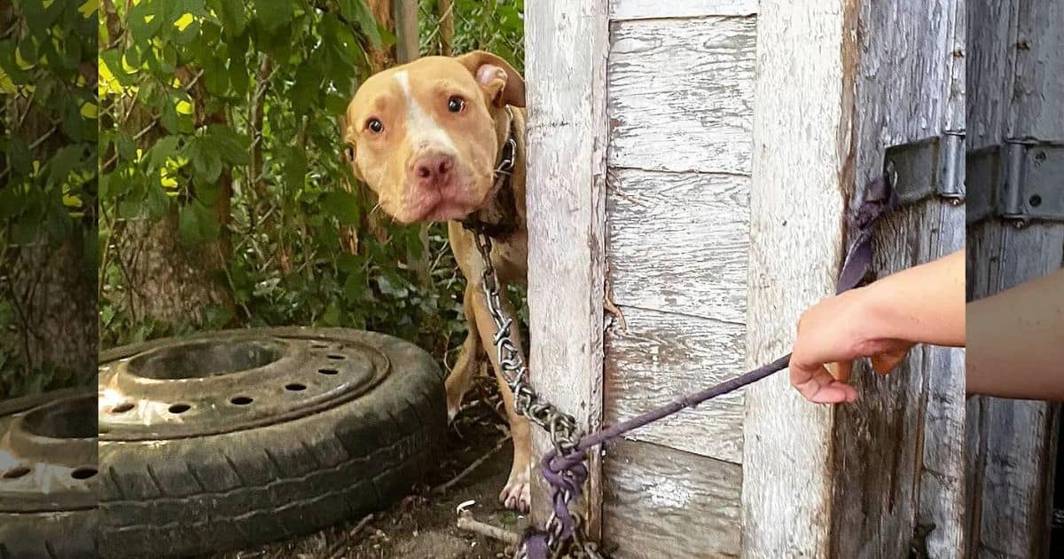 Sad Chained Dog Can’t Stop Wagging His Tail When He Finally Sees His ...