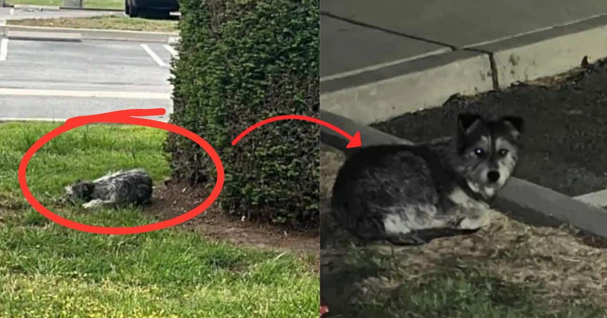 Loyal Dog Spends Over Two Weeks Waiting At The Same Spot For Her Family ...