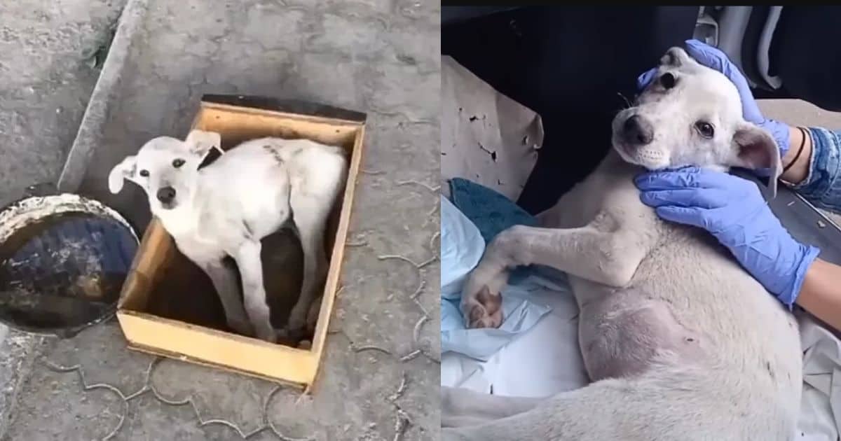 Injured Dog With Broken Spine Stared Longingly at Passing Cars, Longing ...