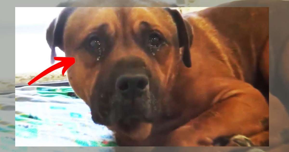 Heartbroken Dog AJ Cries Tears Of Sadness After Being Left Behind At ...