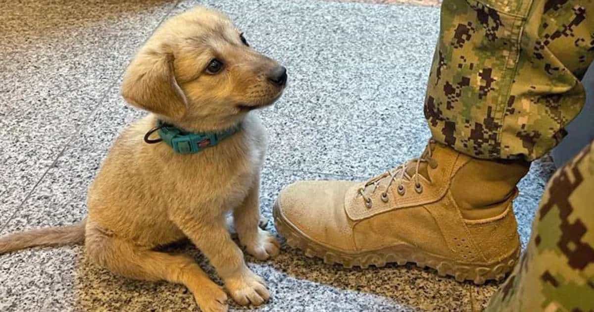 Brave Stray Pup Wanders Into Naval Base And Finds His Forever Family