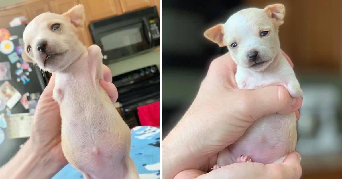 The Heartwarming Journey of a Two-Legged Puppy Finding His Place in the ...