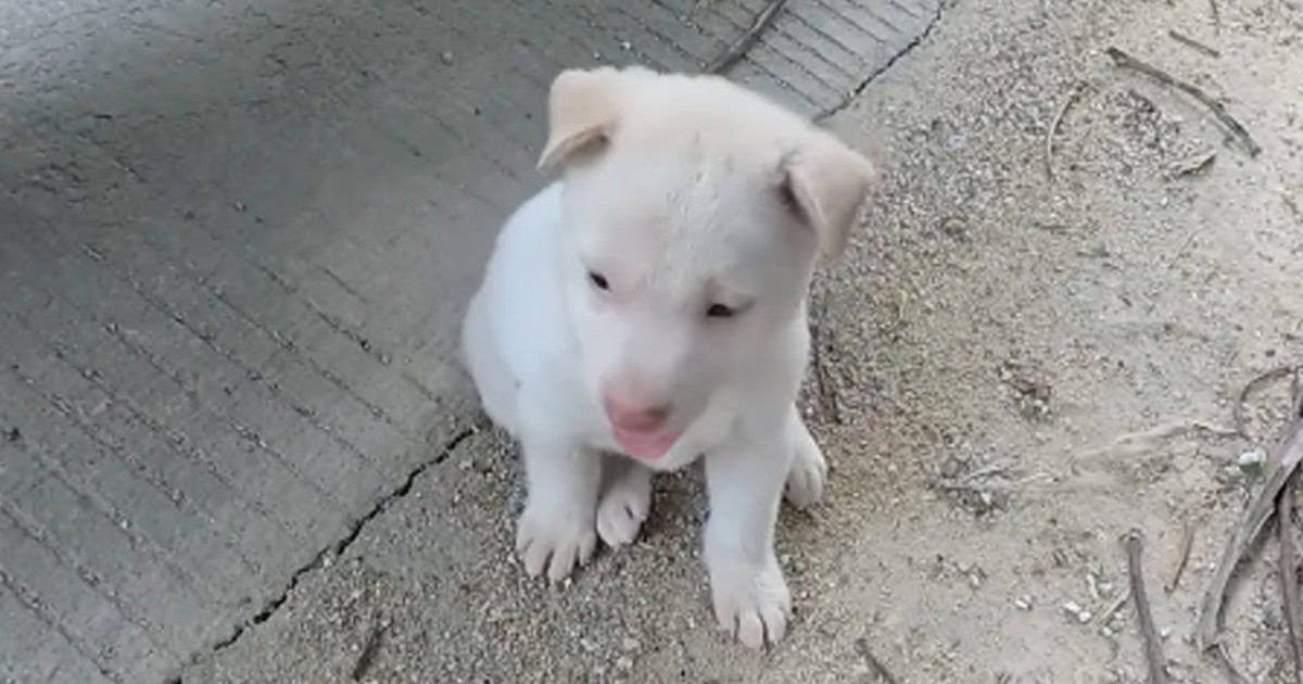 Driver Stops to Save Abandoned Puppy Stranded In The Middle Of The Road