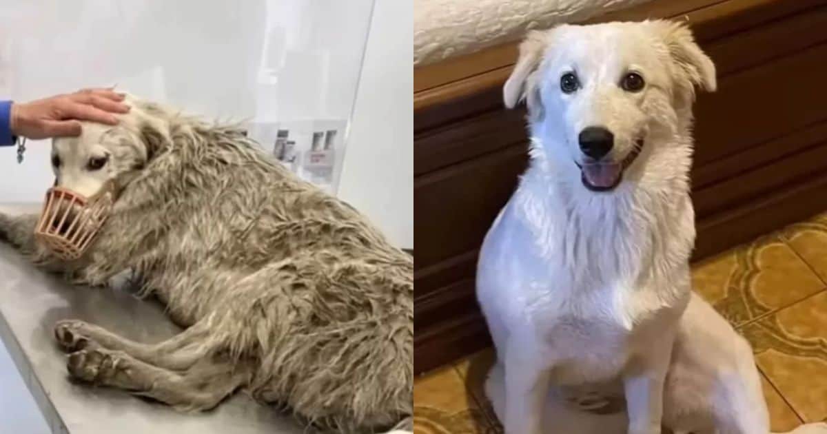 Devastated Dog Rescued From Ditch Reunites With Her Puppies And Can’t ...