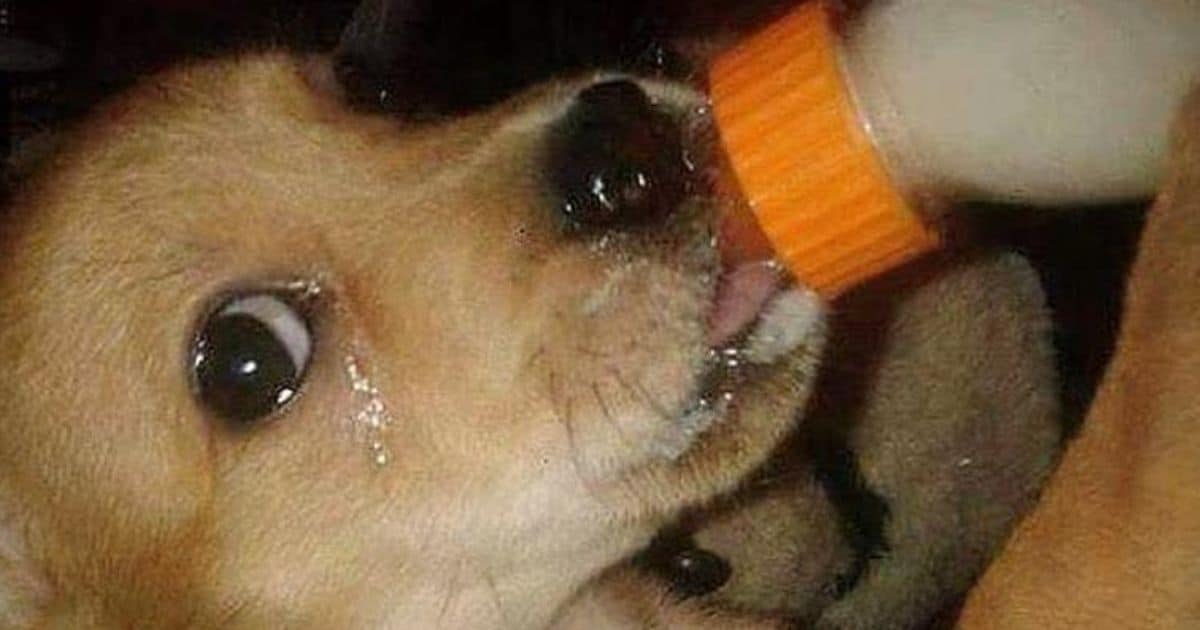 From Despair To Hope: A Starving Dog's Heartfelt Journey To Recovery
