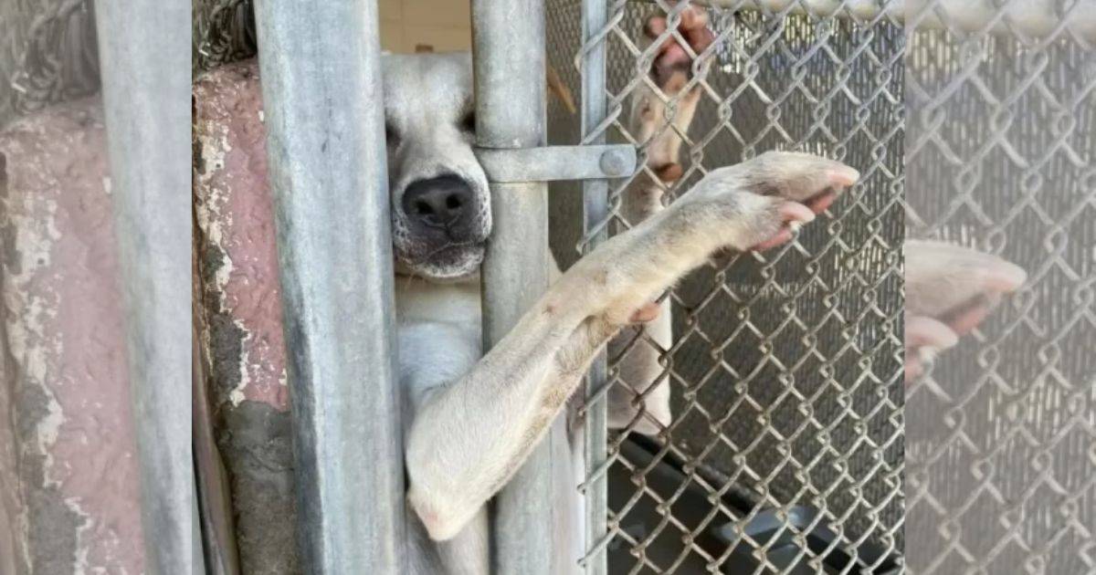 Sweet Puppy Stretched Out His Paw Through the Kennel, Hoping to Catch ...