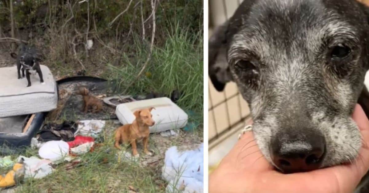 From Abandonment to Hope: A Rescue Story of Three Generations of Dogs