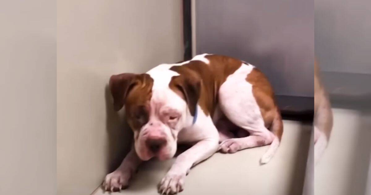 Heartbroken Pit Bull Curled Up Alone In Shelter Until A Kind Woman ...