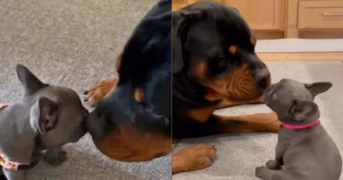 Giant Rottweiler's Adorable Encounter with Puppy Sibling Shows Why ...