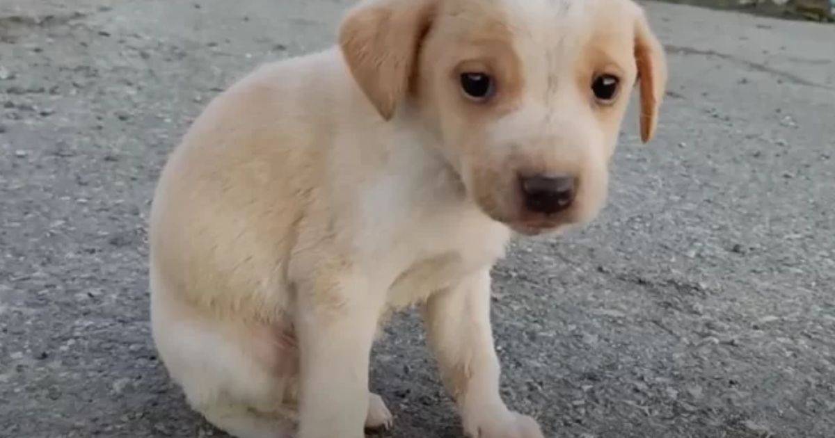 Shivering Puppy Discovered in Garbage Yearns for a Loving Home