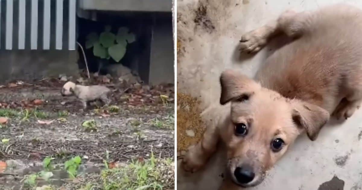 Shivering Puppy Left Out in the Rain Finds a Warm Home and Loving Family