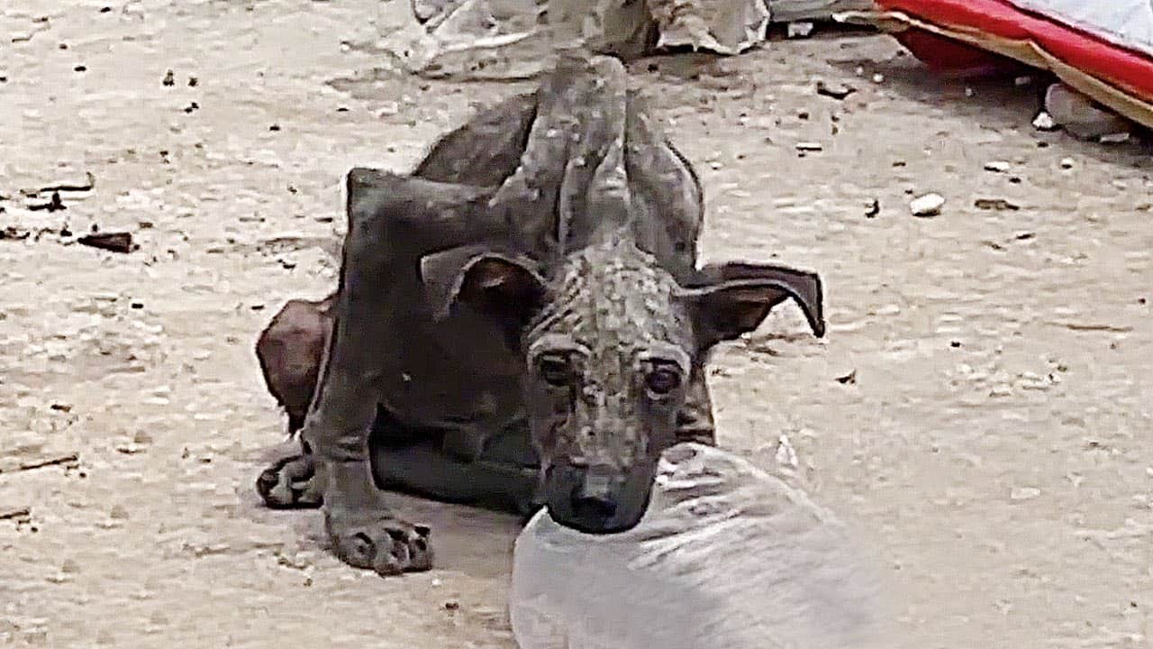 Stray Dog on the Brink of Starvation Finds Hope Through Kindness of ...