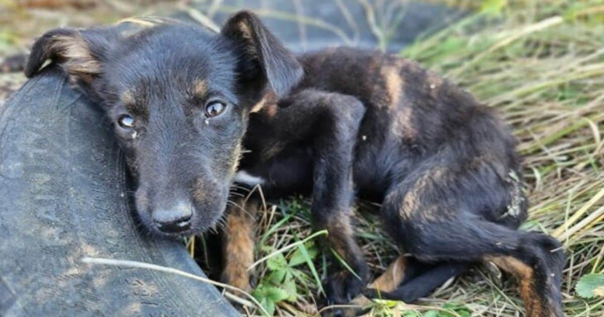 Rescuers Spring Into Action To Save Stranded Sick Puppy In Remote Area