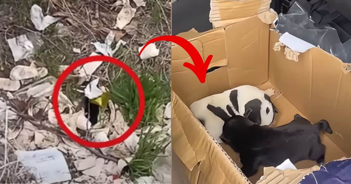 Man Finds Stranded Puppies By The Road And Decides To Bring Them Along ...