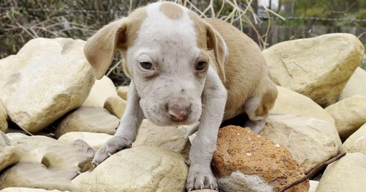 Shivering Little Pup Finds A Warm Home and a Second Chance at Happiness