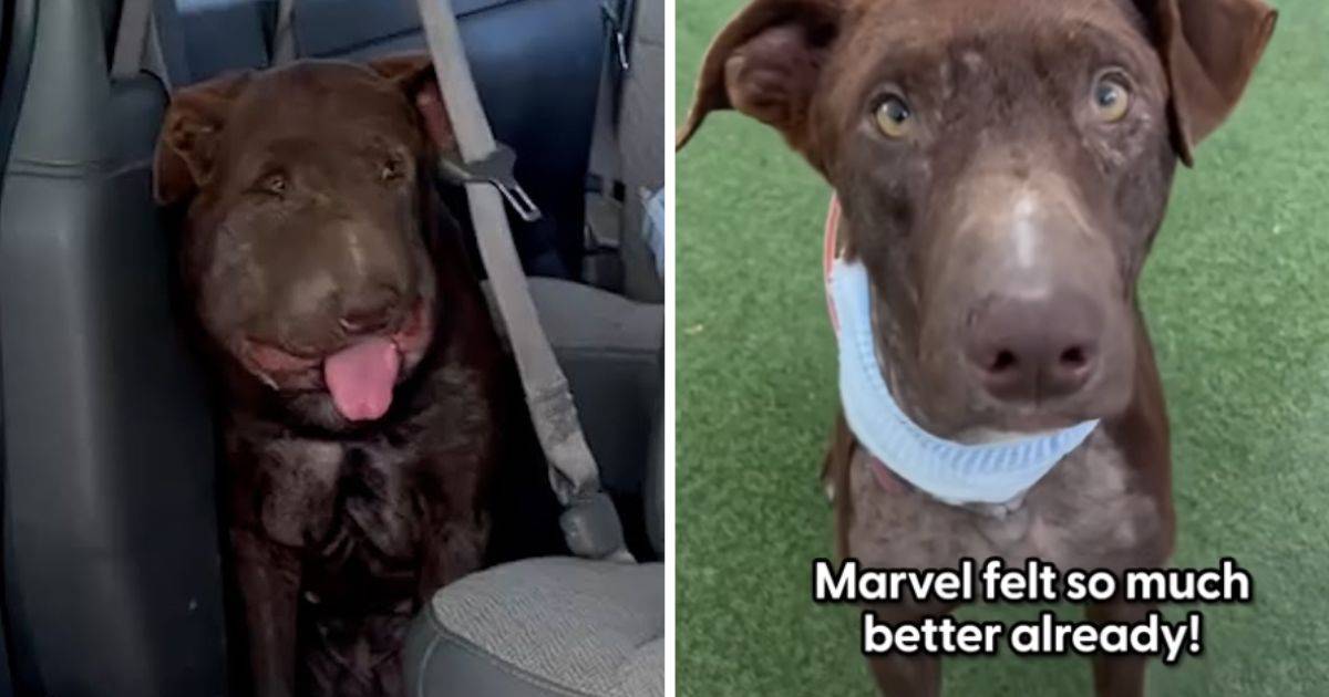 Dog Recovers from Swollen Face, Reunites with His Best Friend in ...
