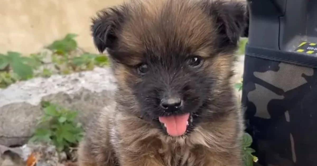 A New Companion: A Traveler's Journey Takes an Emotional Turn with a Rescue Puppy