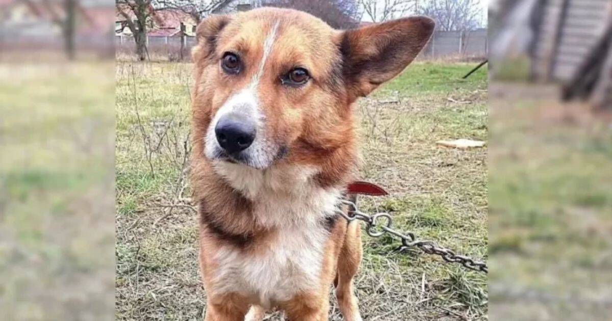 Rescuers Were Heartbroken When They Learned the Painful Truth About ...