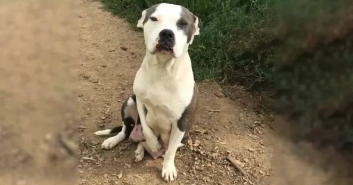 Mother Dog’s Heartbreaking Plea for Help Leads to a New Beginning for ...