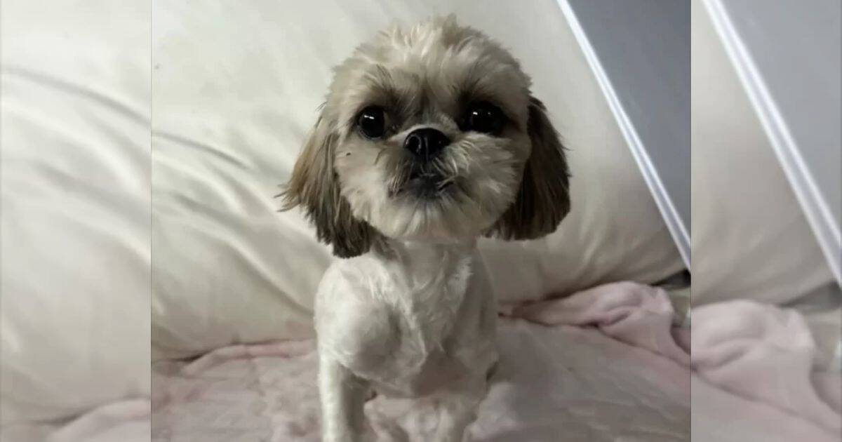 Abandoned Pup Rescued After Months of Hiding Under Cars, Transforms Into A Princess