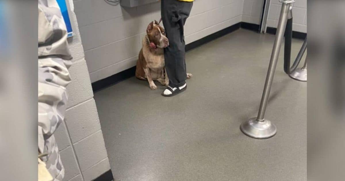 Dog Clings To Owner's Leg At Shelter Knowing He's About To Be Left ...