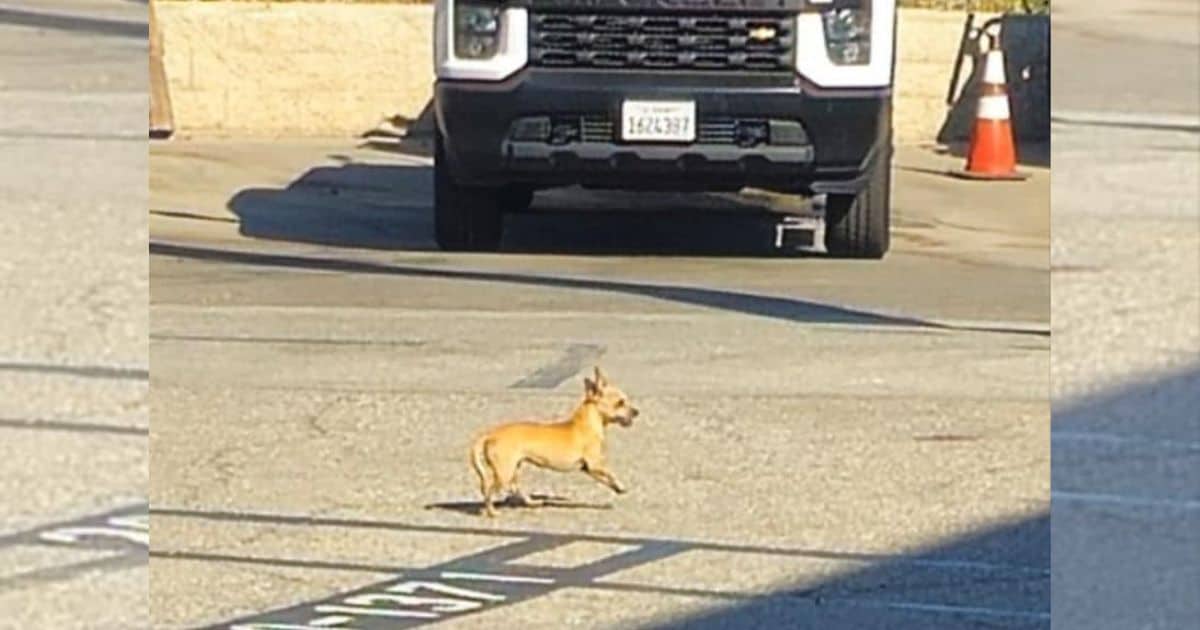 Tiny Pup Spends Two Weeks Hiding in Parking Lot Before Finding Her ...