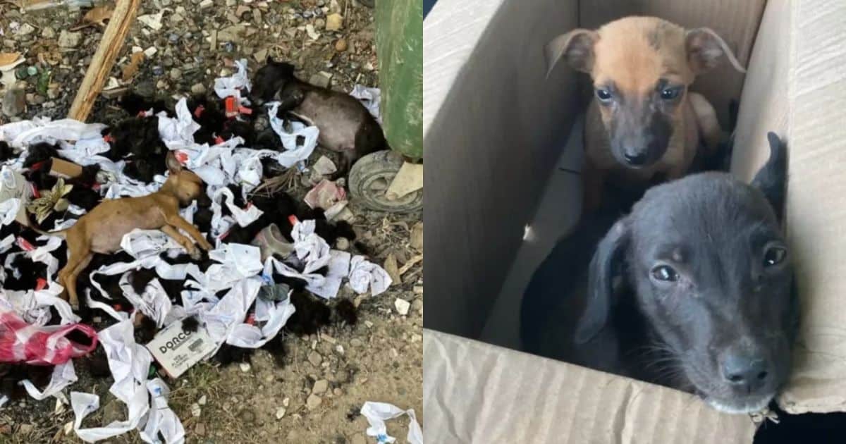 Abandoned Puppies Left in Trash Find Hope and Love from Rescuers