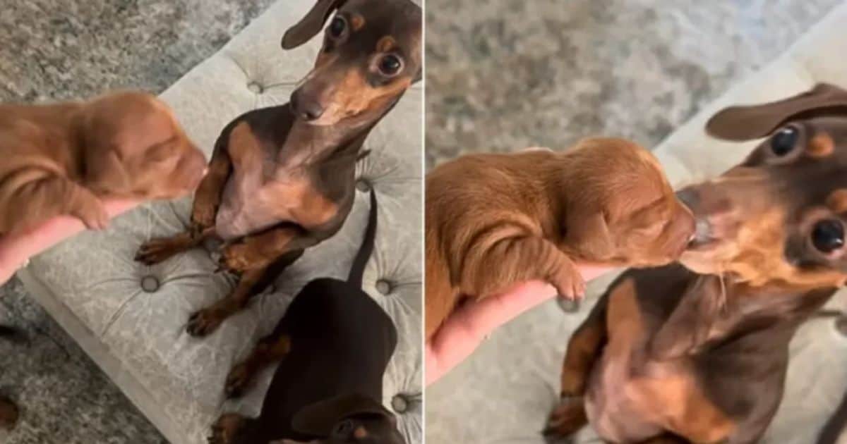 Dachshund Dad’s Heartwarming First Encounter With His Newborn Puppy ...