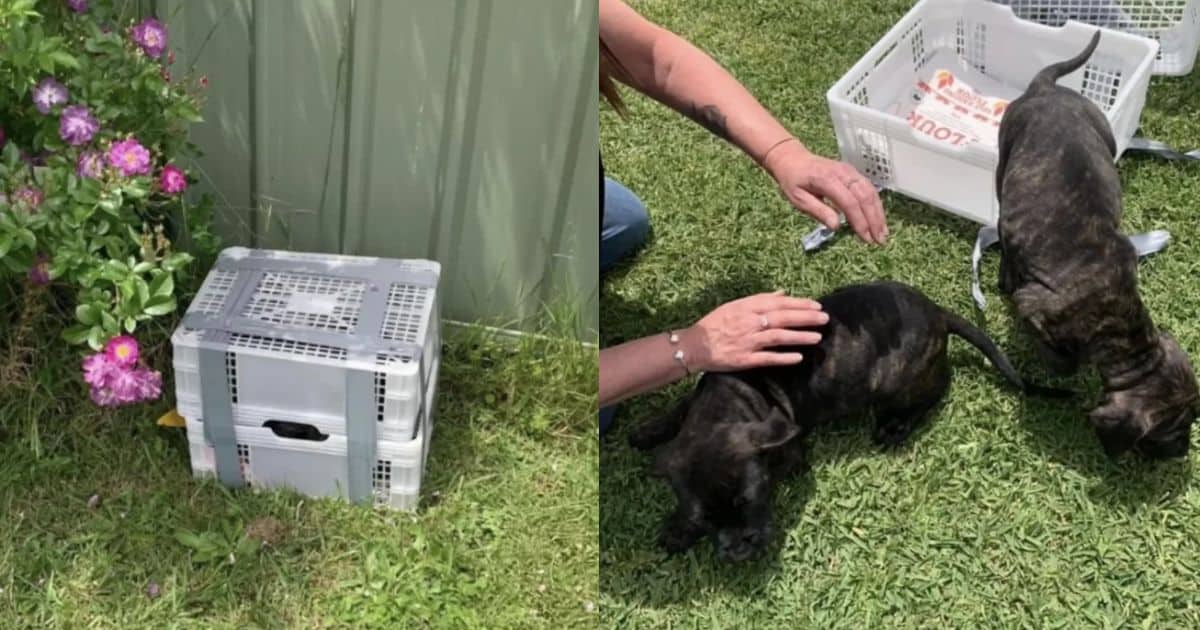 Two Tiny Puppies Rescued From A Duct-Taped Crate Now Live Their Best ...