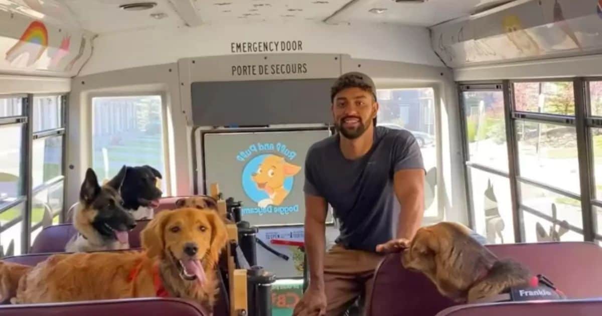 New School Bus Brings Dogs to the Park Every Day for Fun Adventures