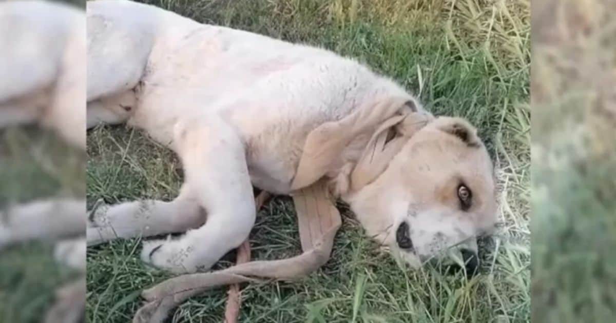 Rescuers Find Large Dog Left Alone By The Road, Struggling to Breathe ...