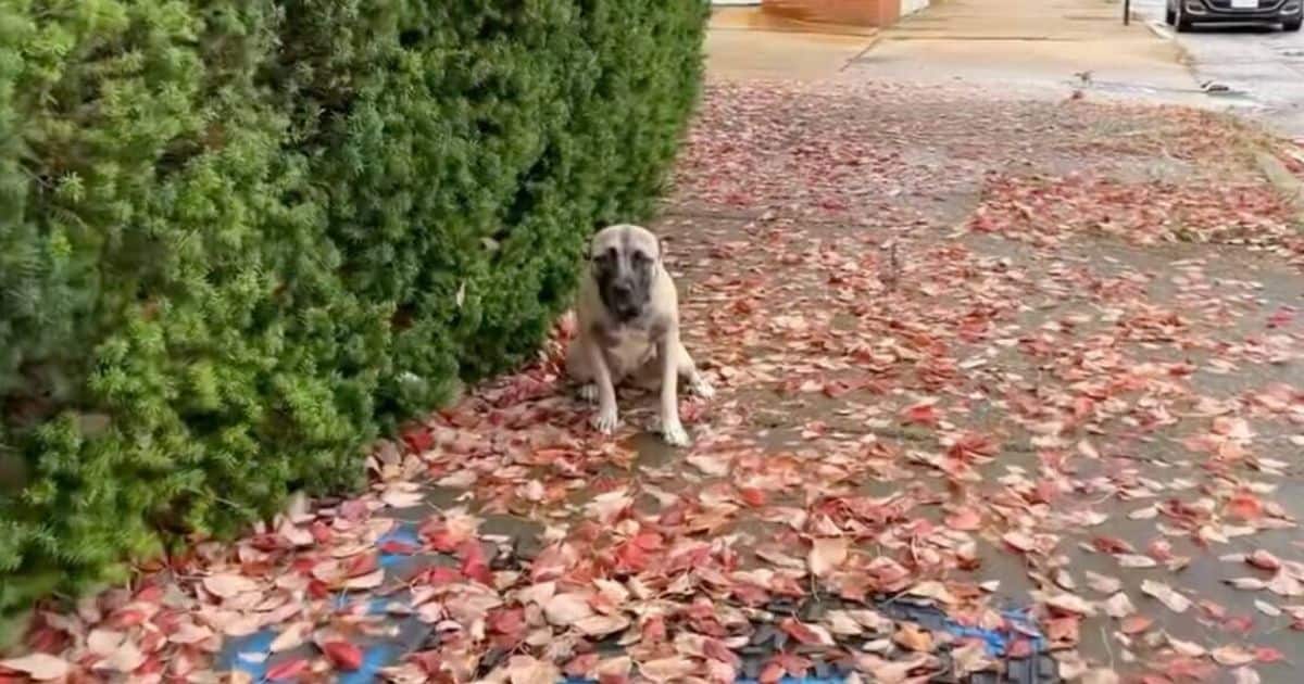 Heartbroken Dog Left Alone in the Rain, Waiting for Her Family to Return