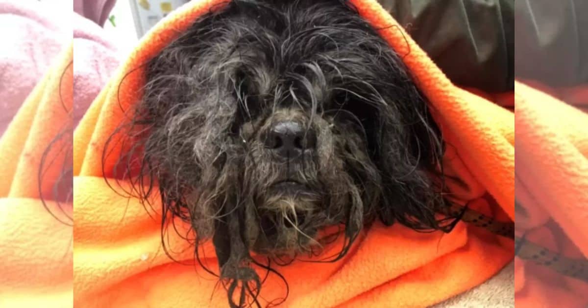 Rescued Dog Transformed After Shedding 6 Pounds of Matted Fur Now Lives ...
