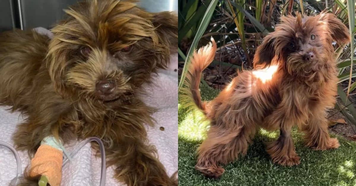 Weak Little Pup Found Abandoned in a Box Gets a Second Chance at Life