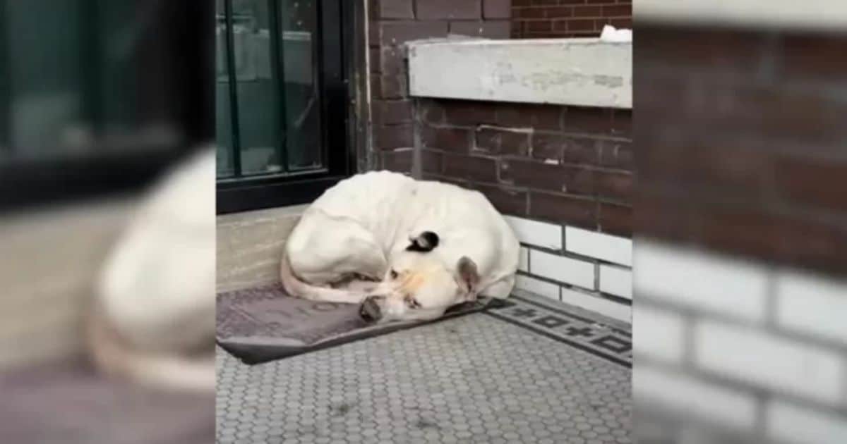 Rescuers Find Shivering Pup Hiding on Porch, Now Living the Comfy Life ...