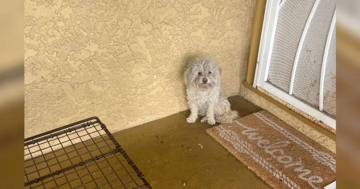 Homeless Pup Scratches Doors Hoping for Love and A Forever Home