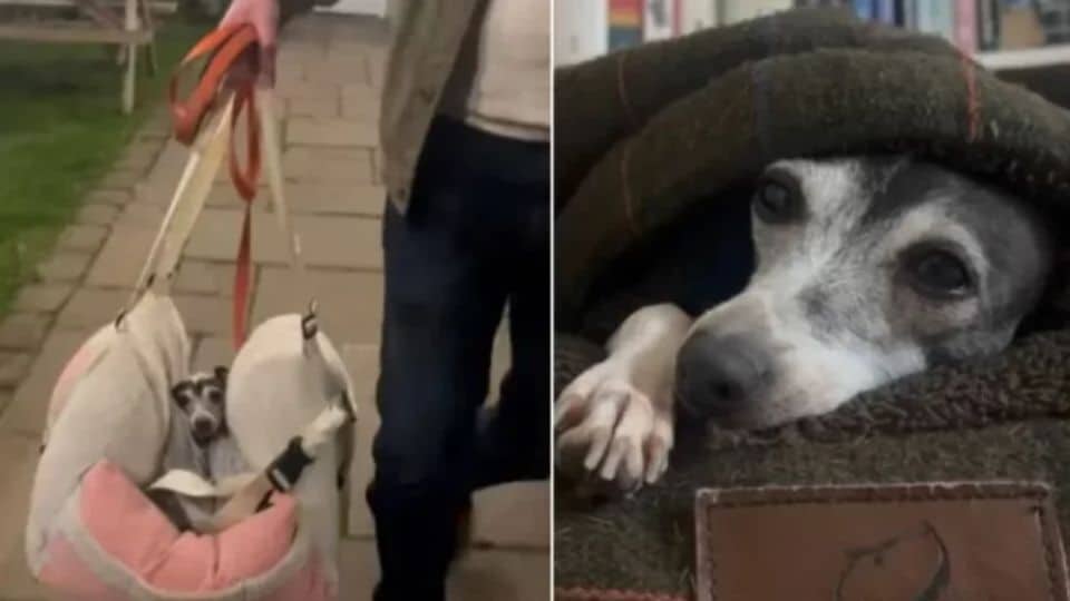 Tiny Dog's Heartwarming Journey From Cage to Freedom After 6 Long Years