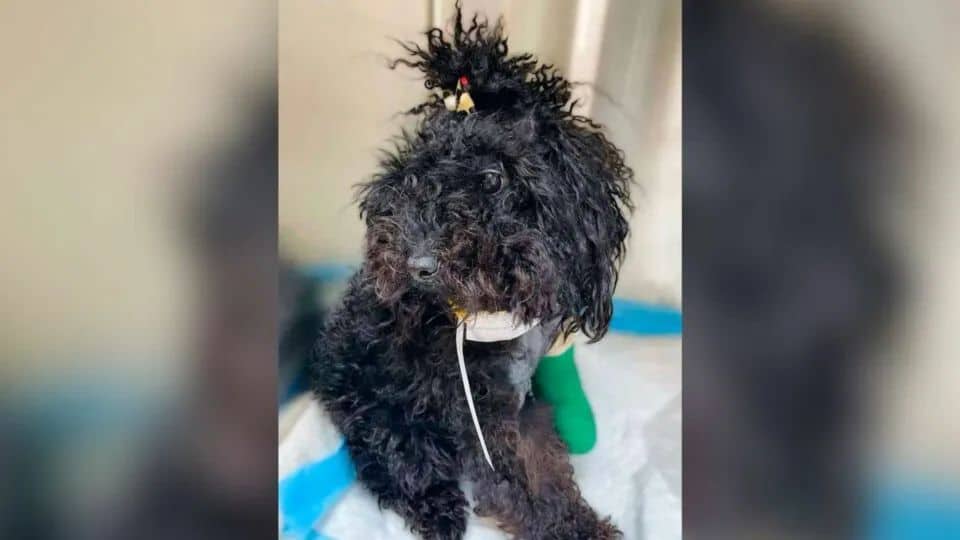 Mia Overcomes Heartbreak and Injury to Find Hope for a Better Life.