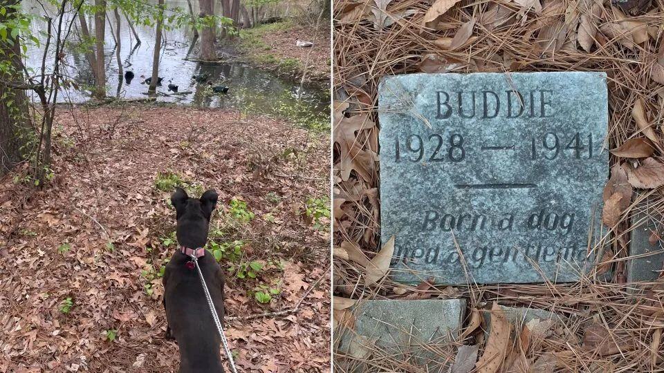 A Forgotten Dog’s Grave Discovered in a Park—What It Says Will Break ...