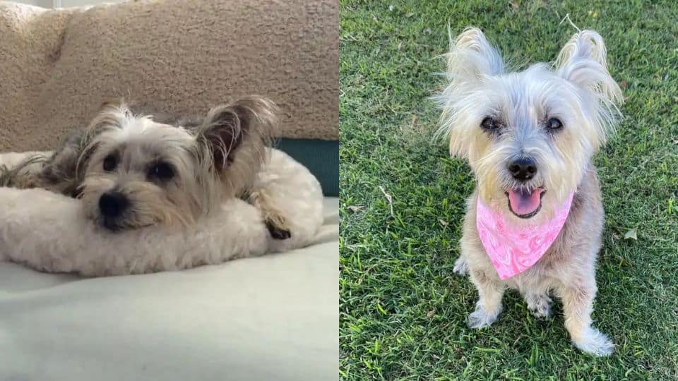 Senior Dog With Osteoarthritis Got a Second Chance at Life After One Last Vet Visit