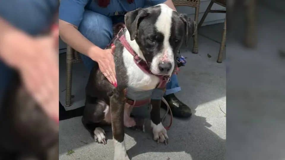 Senior Shelter Dog Spends 10 Years Waiting For A Home—And He’s Still Hoping
