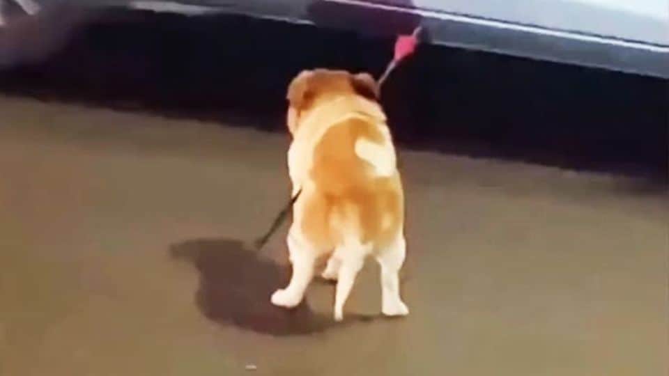 Wounded Dog Found with Arrow in Chest Makes Miraculous Recovery and ...