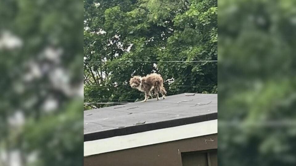 New Jersey Resident Noticed Something Furry On Rooftop And Was Stunned ...